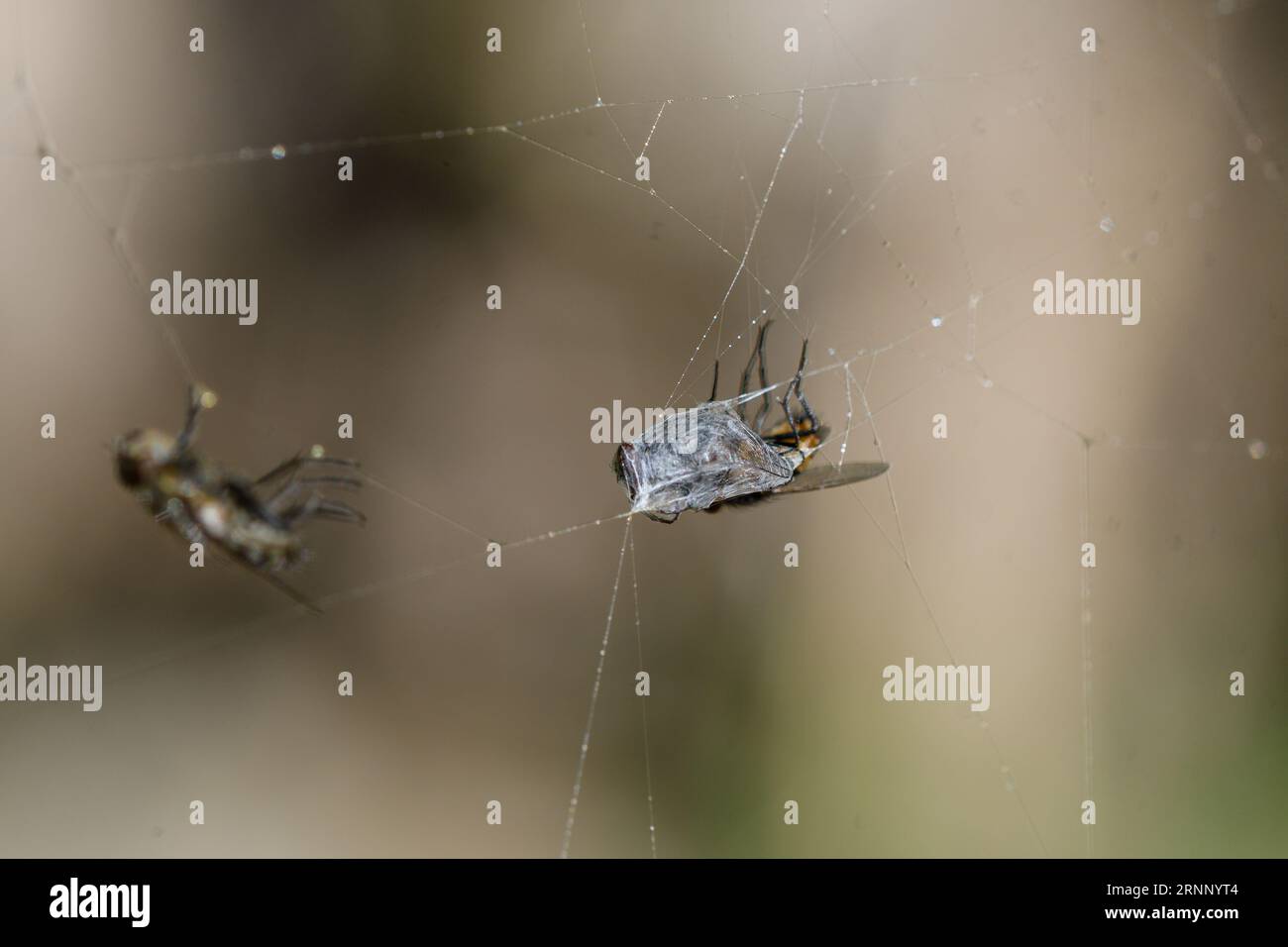 Invertebrados invertebrados hi-res stock photography and images - Alamy