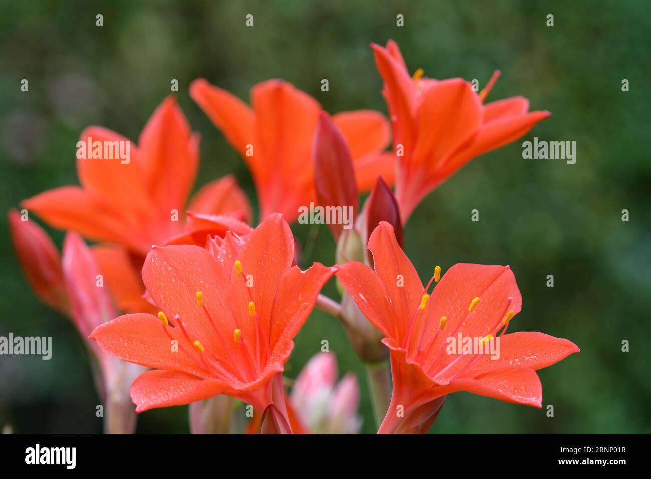 Lilly in flower border hi-res stock photography and images - Alamy