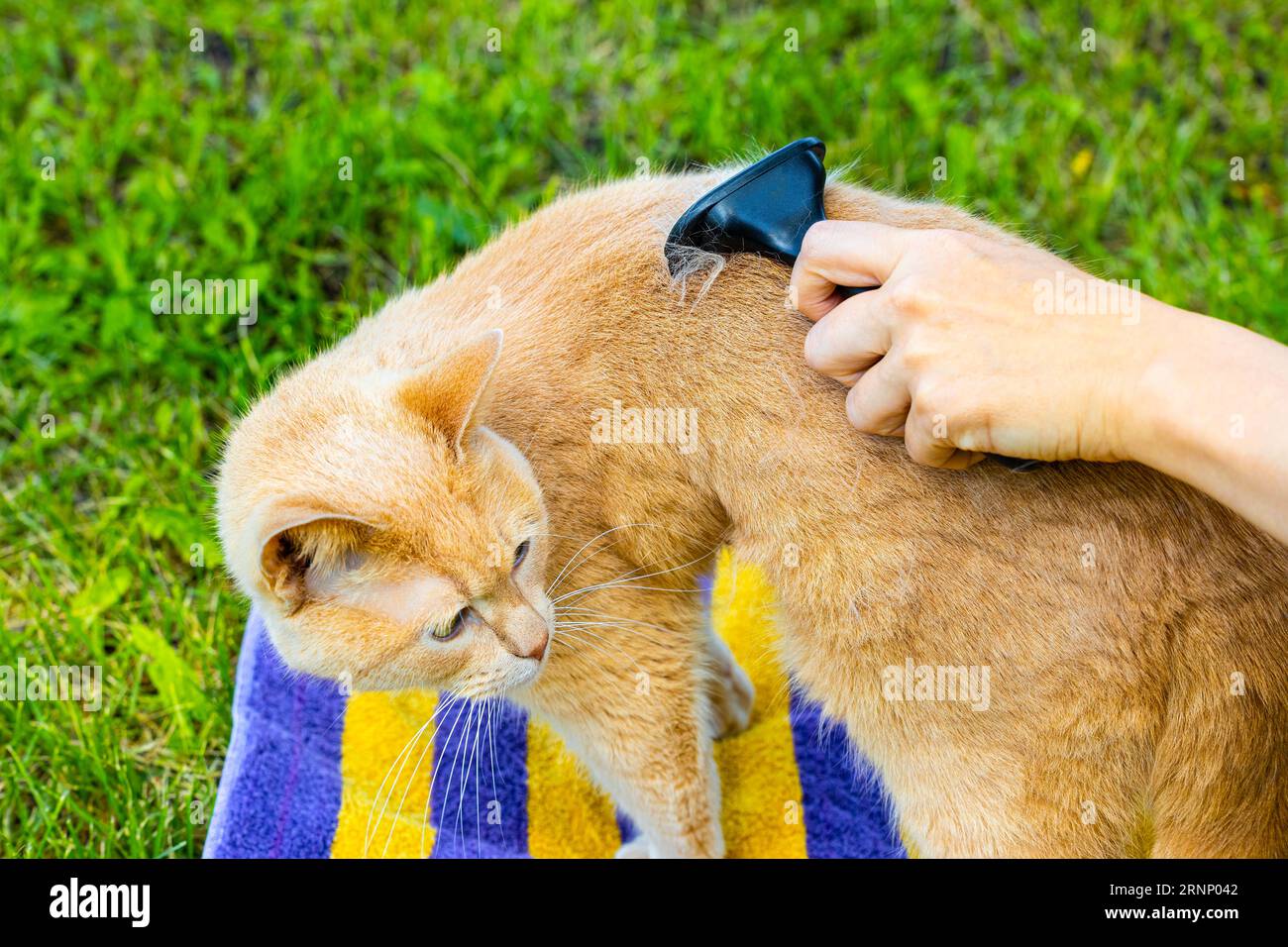man combing hair from a domestic cat. grooming for a cat. brushing a ...