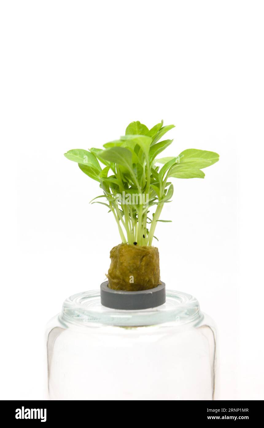baby spiky leaf spinach isolated on a white background Stock Photo - Alamy