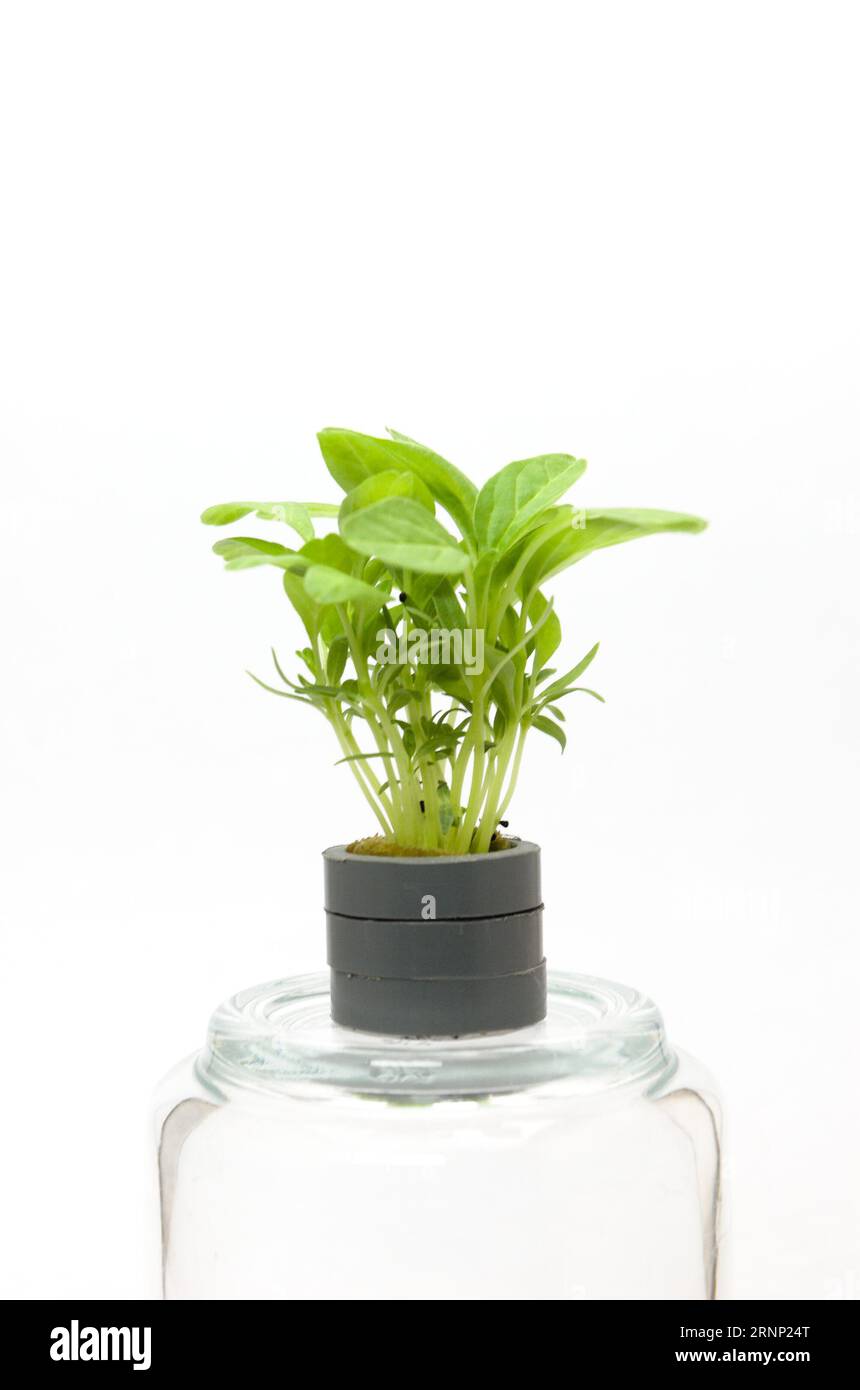 baby spiky leaf spinach isolated on a white background Stock Photo - Alamy