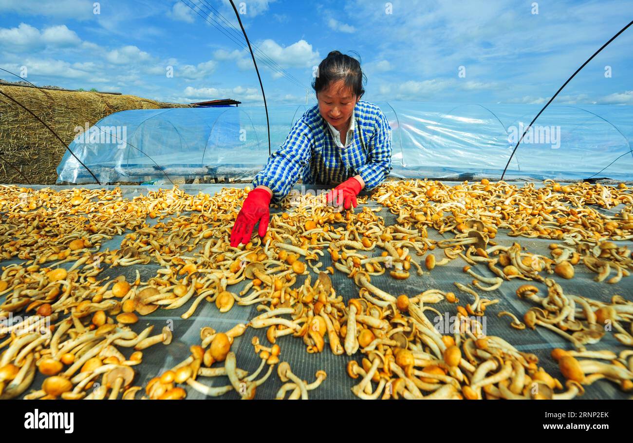 Daur village hi-res stock photography and images - Alamy