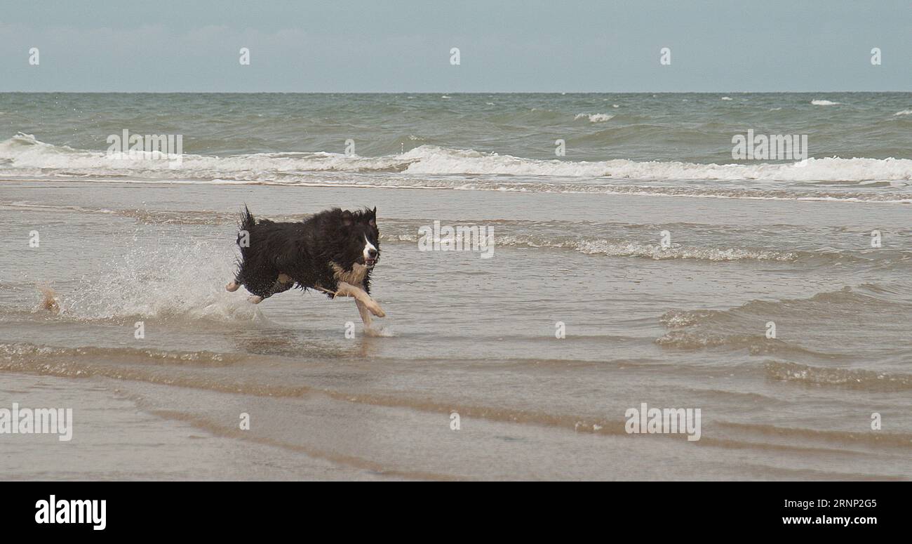 Border Collie Dog, Male Running on the Beach, Normandy Stock Photo - Alamy