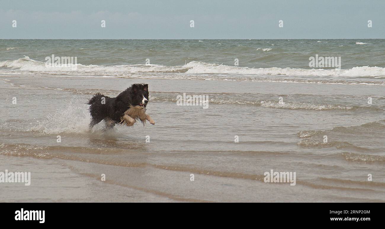 Border Collie Dog, Male Running on the Beach, Normandy Stock Photo - Alamy