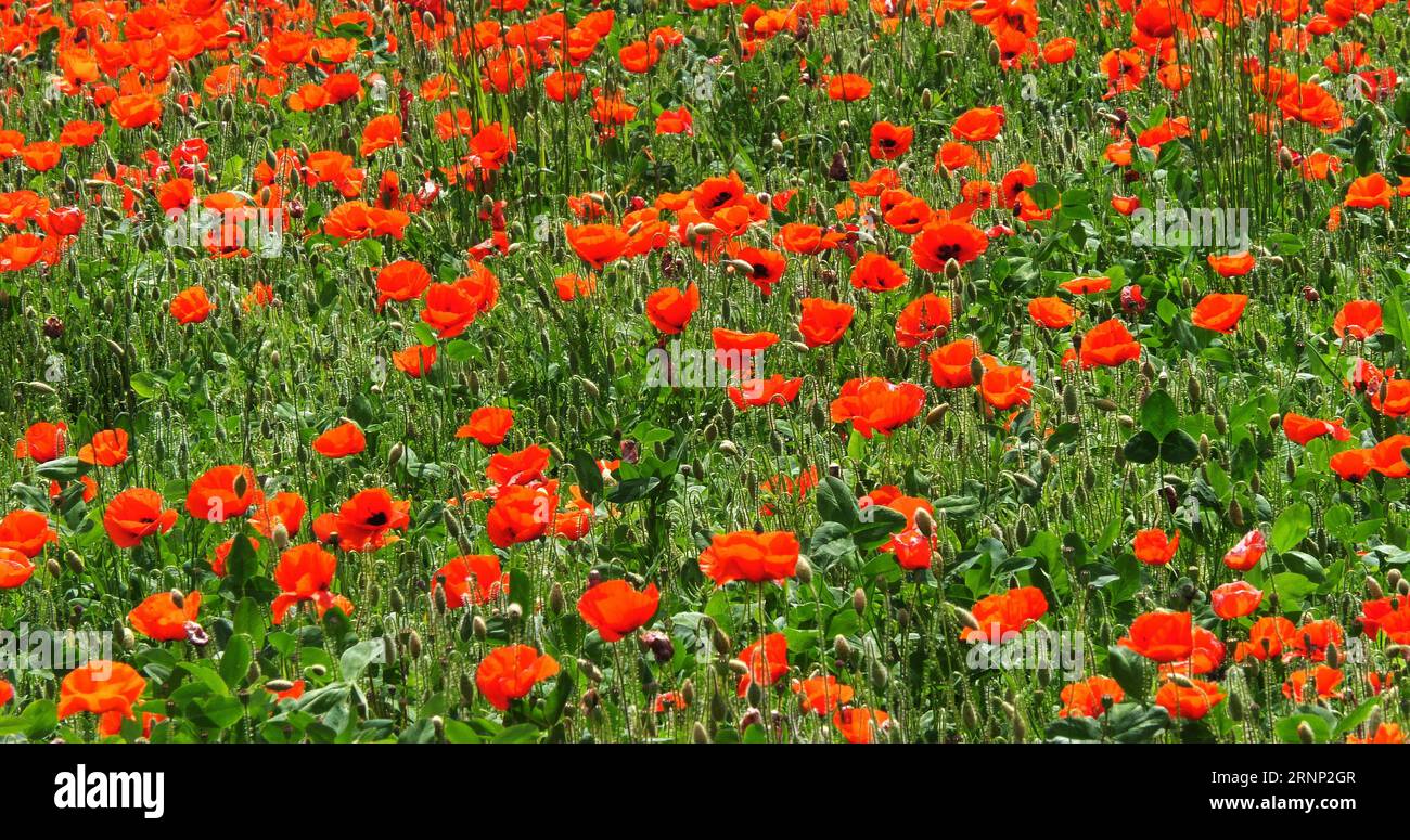 Poppies field, papaver rhoeas, in bloom, Wind, Normandy in France Stock ...