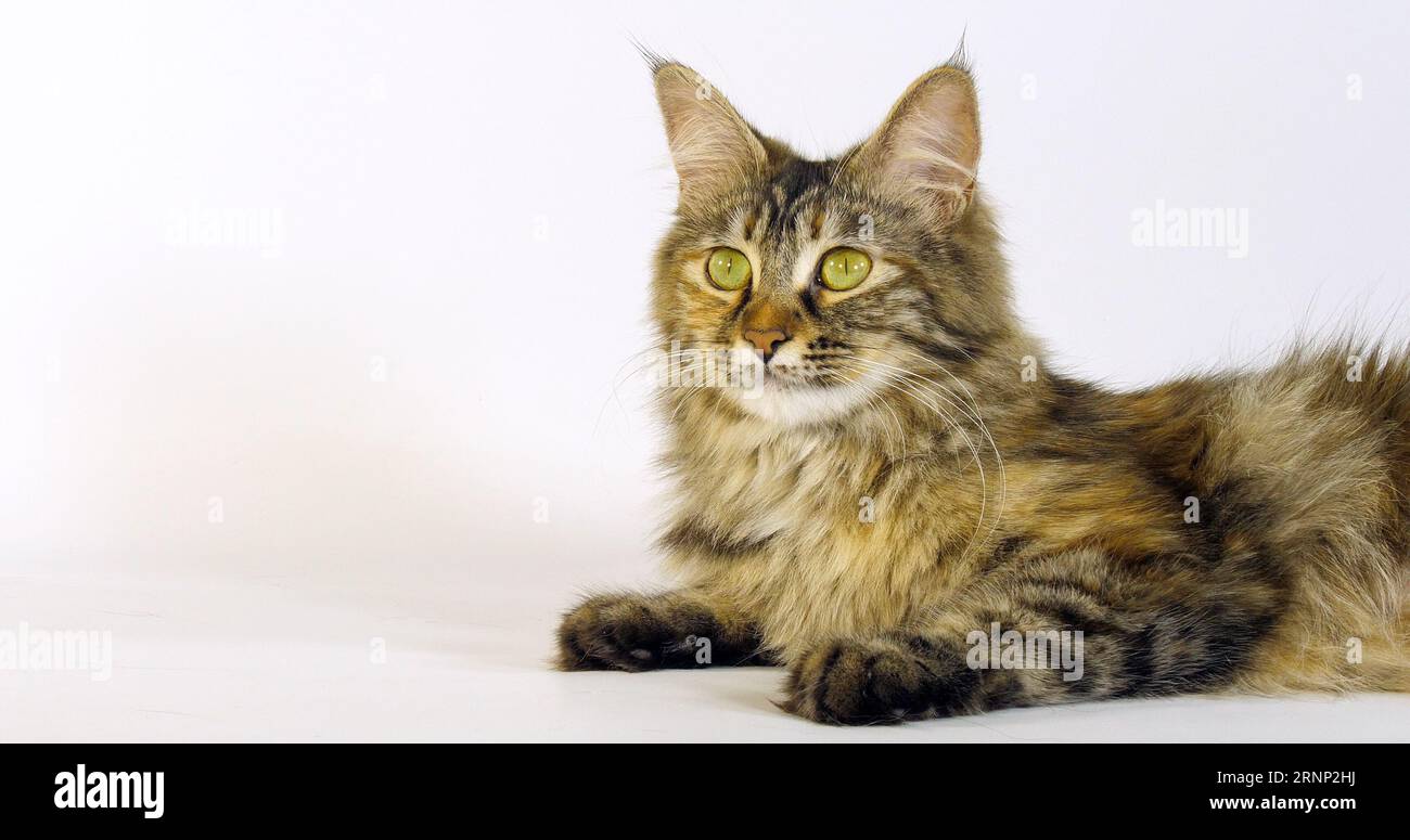 Brown Tortie Blotched Tabby Maine Coon, Domestic Cat, Female against ...