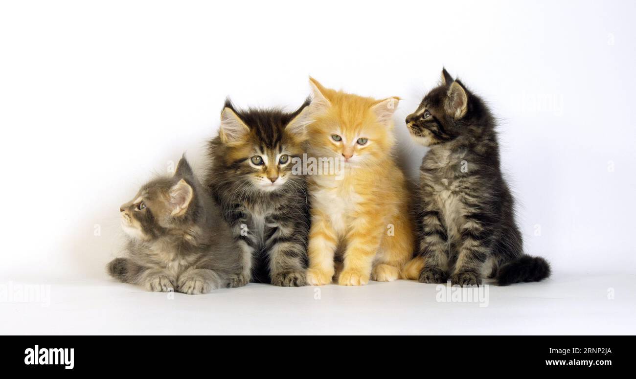 Blue Blotched Tabby, Brown Tortie Blotched Tabby, Cream Blotched Tabby ...