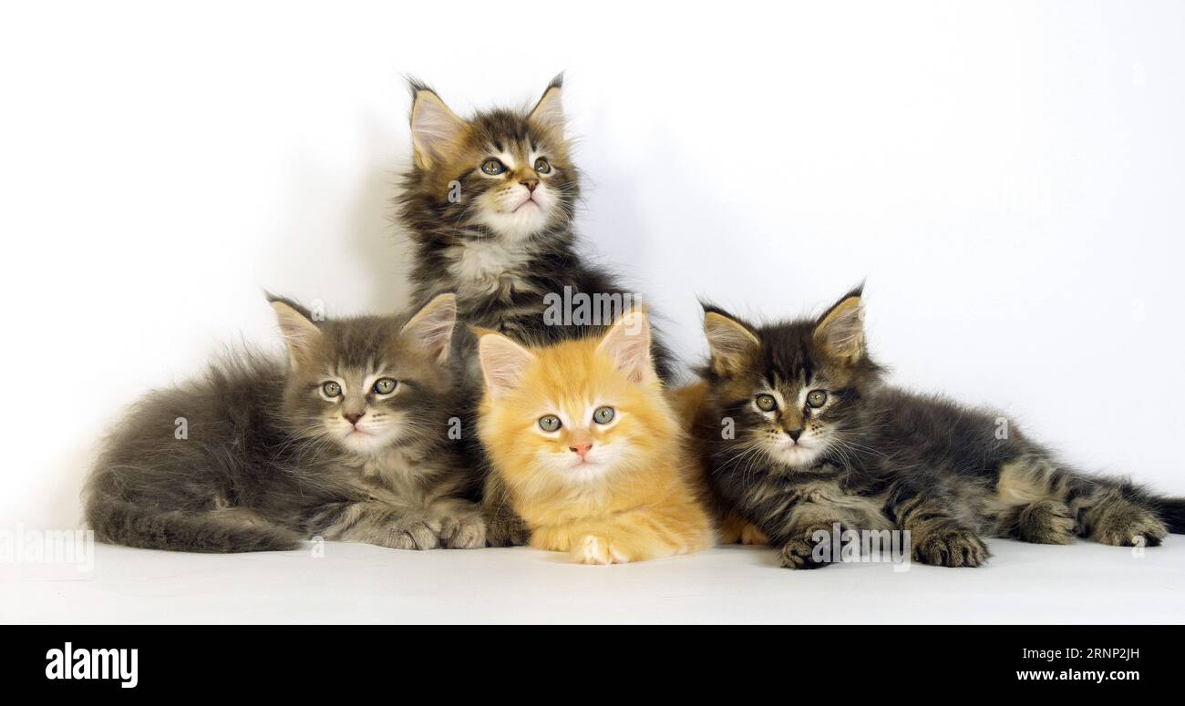 Blue Blotched Tabby, Brown Tortie Blotched Tabby, Cream Blotched Tabby ...