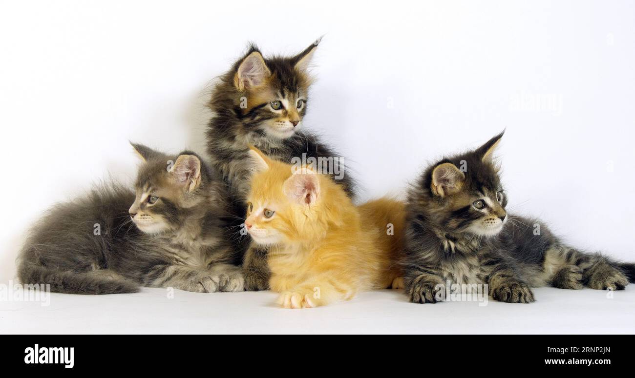 Blue Blotched Tabby, Brown Tortie Blotched Tabby, Cream Blotched Tabby ...