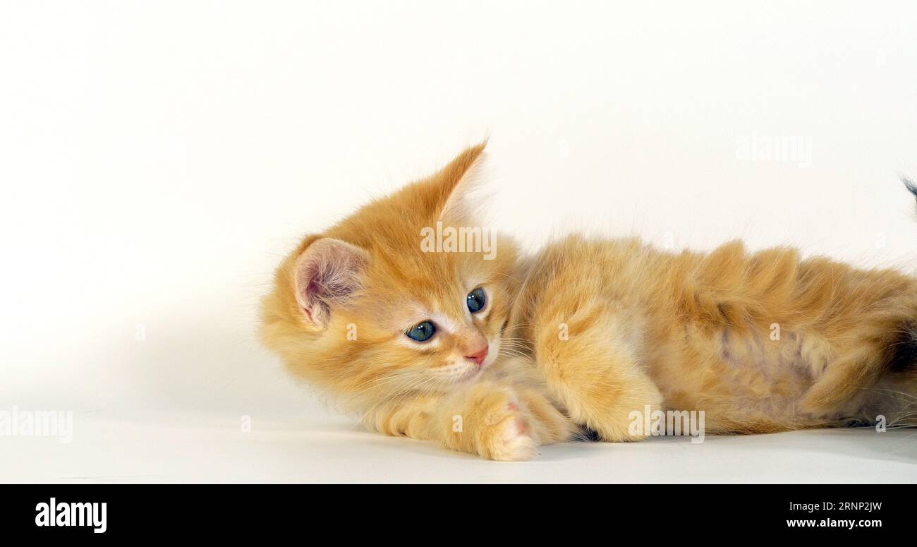 Blue Blotched Tabby, and Cream Blotched Tabby Maine Coon, Domestic Cat ...