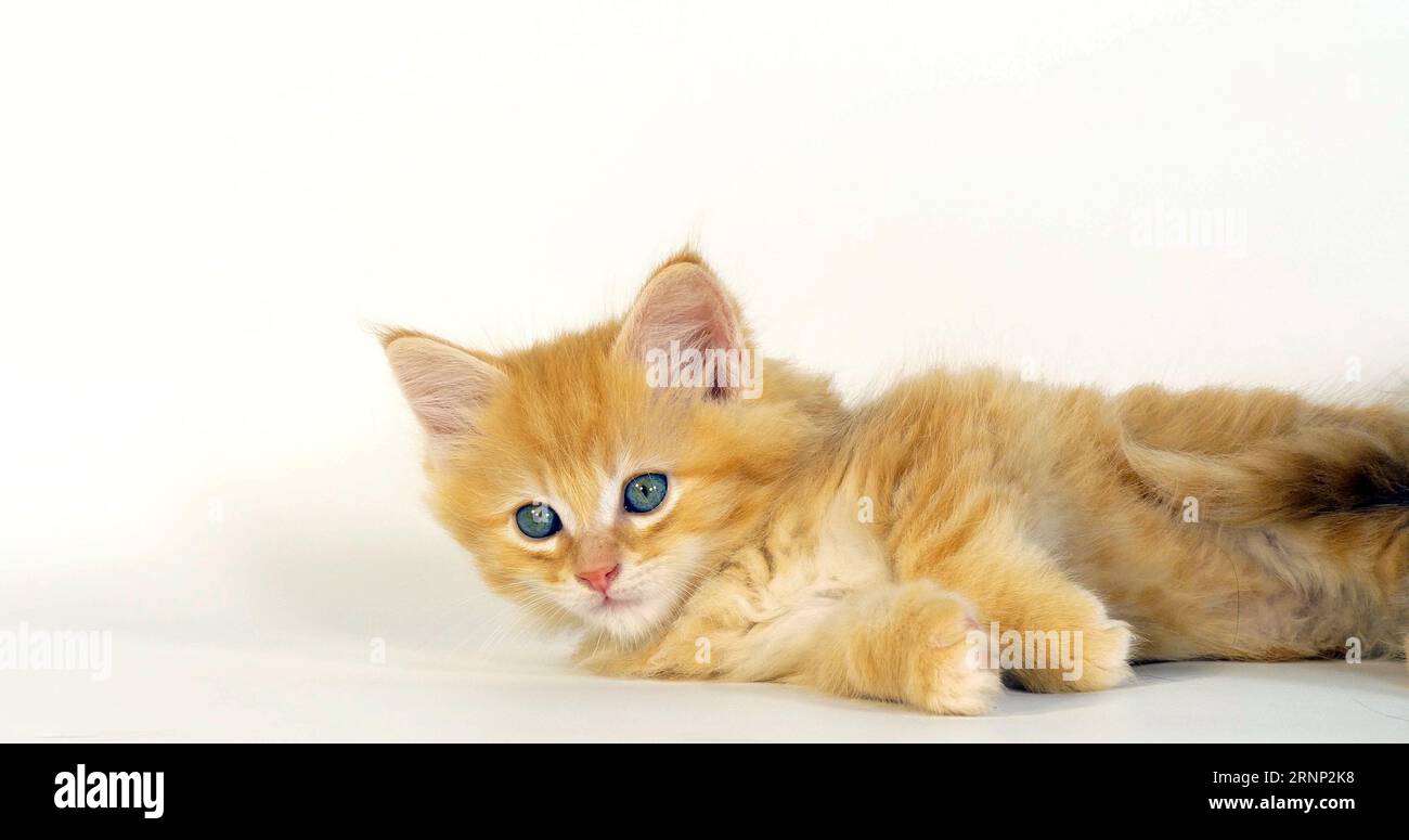 Blue Blotched Tabby, and Cream Blotched Tabby Maine Coon, Domestic Cat ...