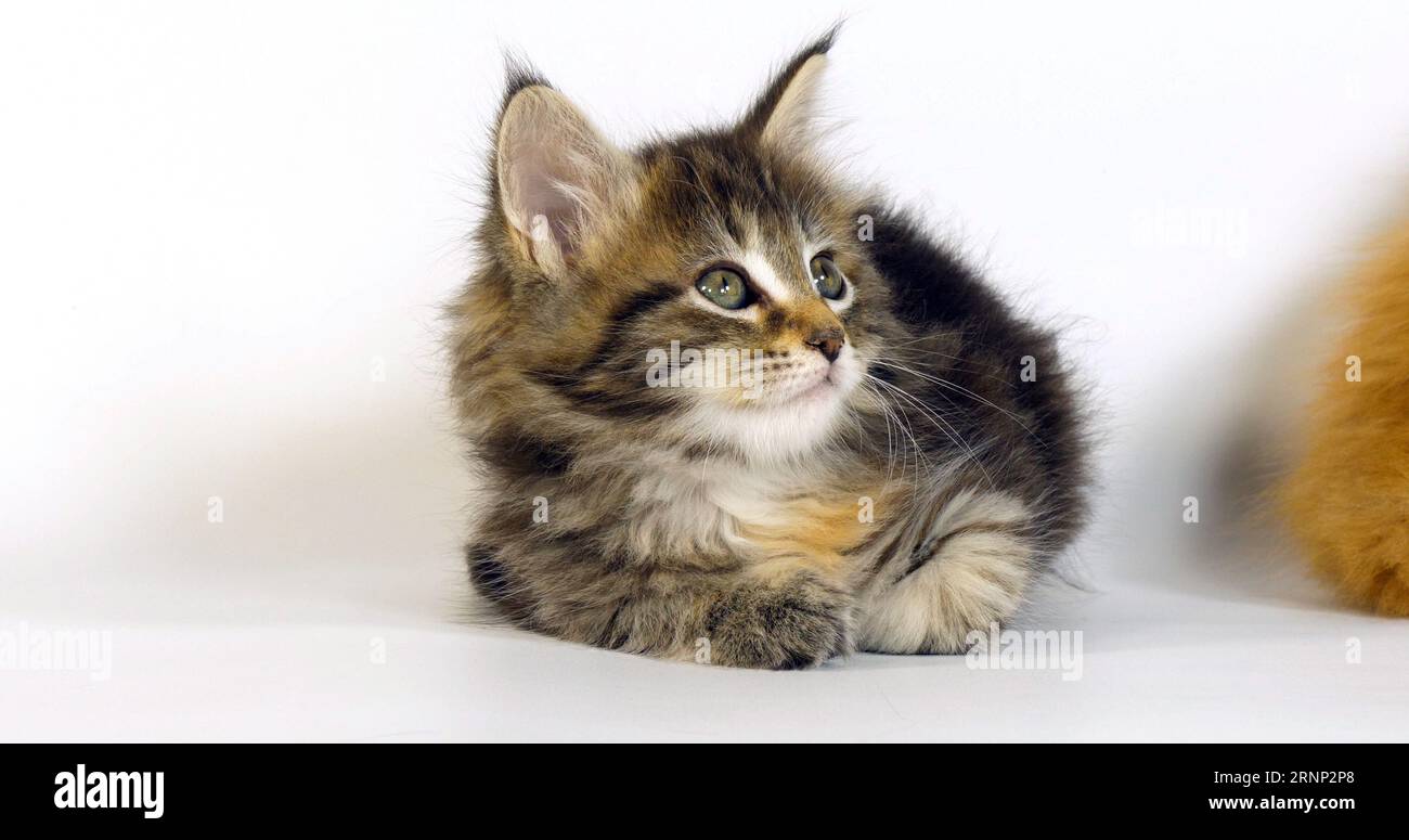 Brown Tortie Blotched Tabby Maine Coon, Domestic Cat, Kitten against ...