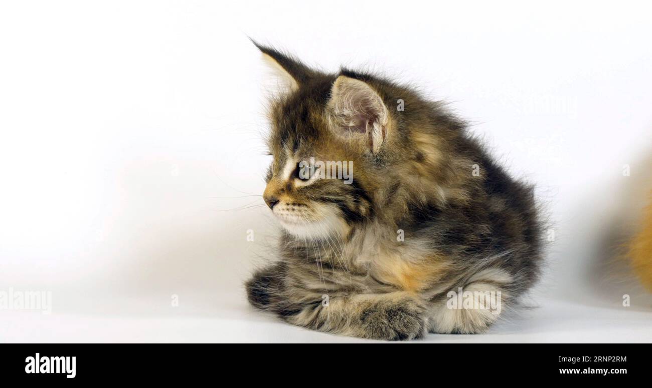 Brown Tortie Blotched Tabby Maine Coon, Domestic Cat, Kitten against ...