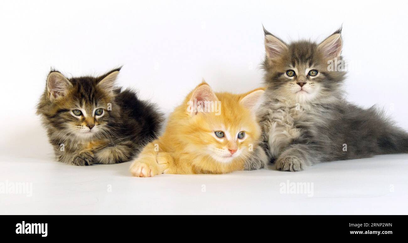 Blue Blotched Tabby, Brown Tortie Blotched Tabby, Cream Blotched Tabby ...