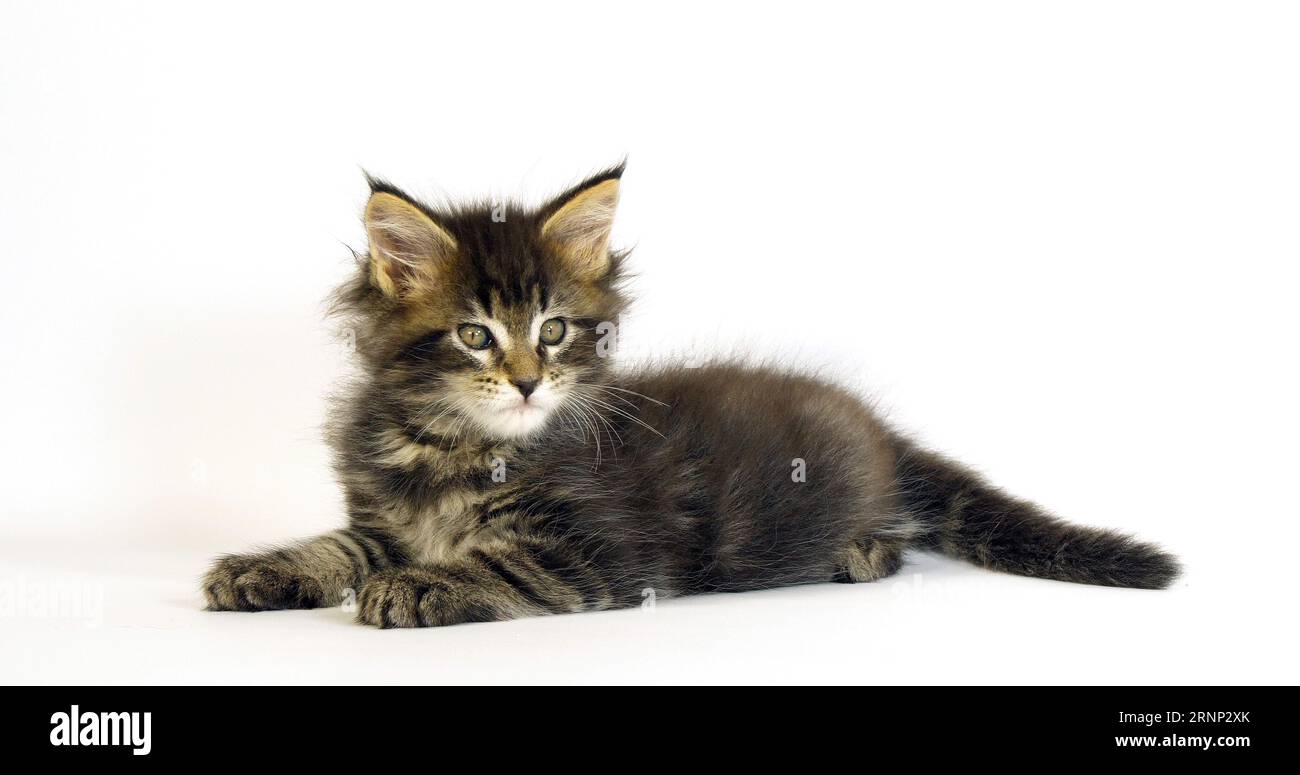 Brown Blotched Tabby Maine Coon Domestic Cat, Kitten against White ...