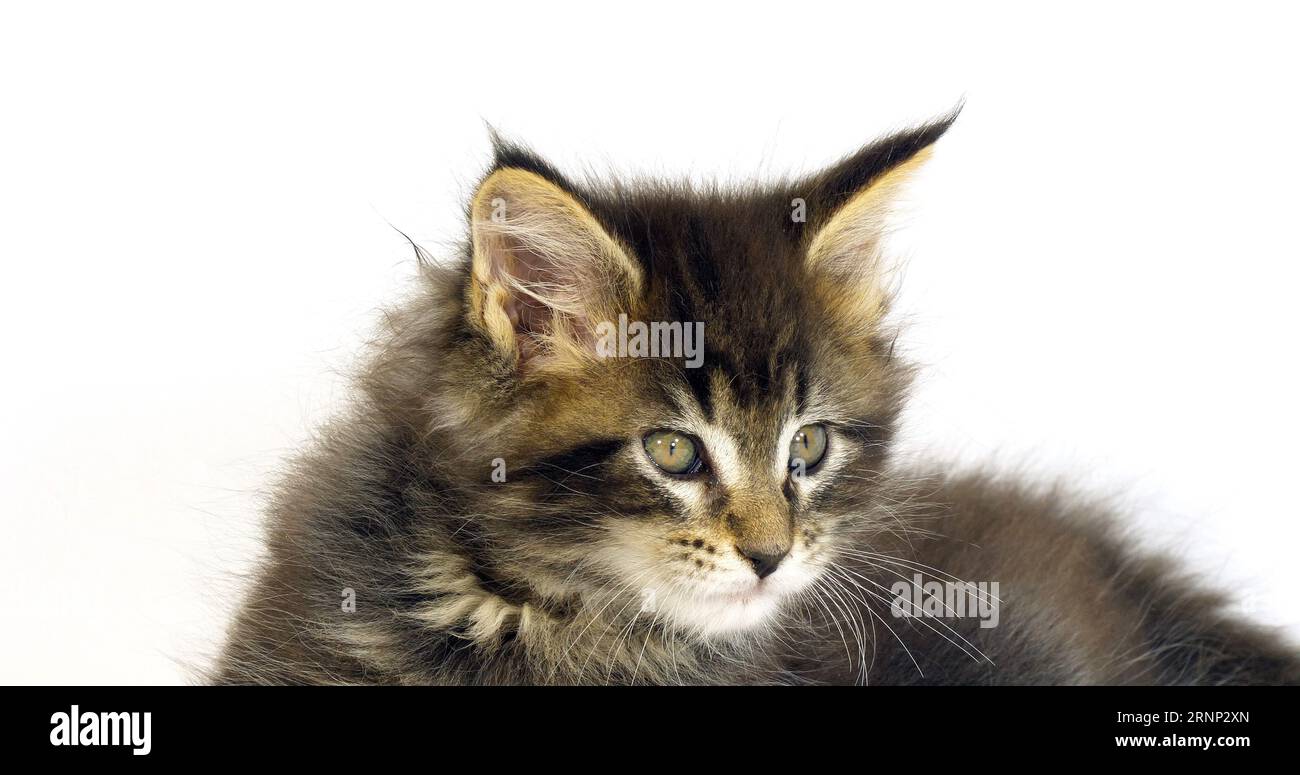 Brown Blotched Tabby Maine Coon Domestic Cat, Kitten against White ...