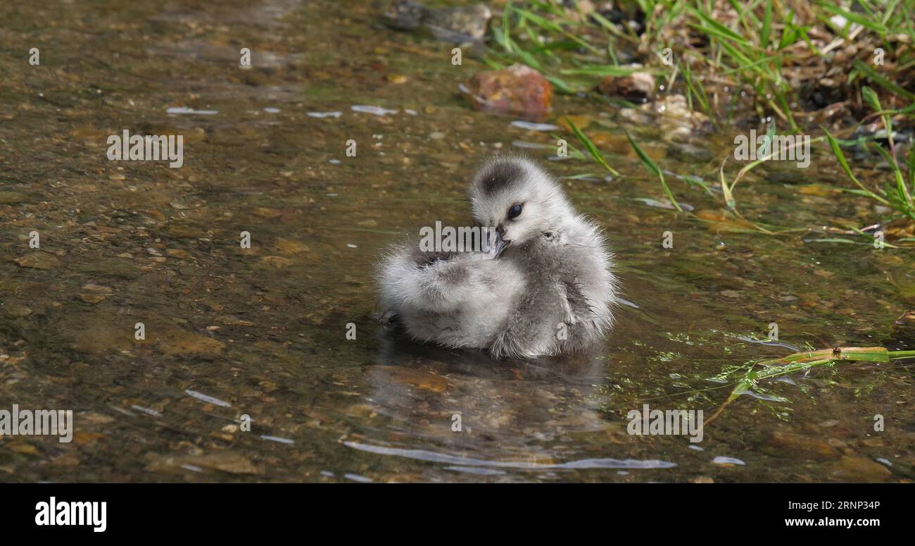 Barnacle Goose, branta leucopsis, gosling standing in Water, Normandy ...