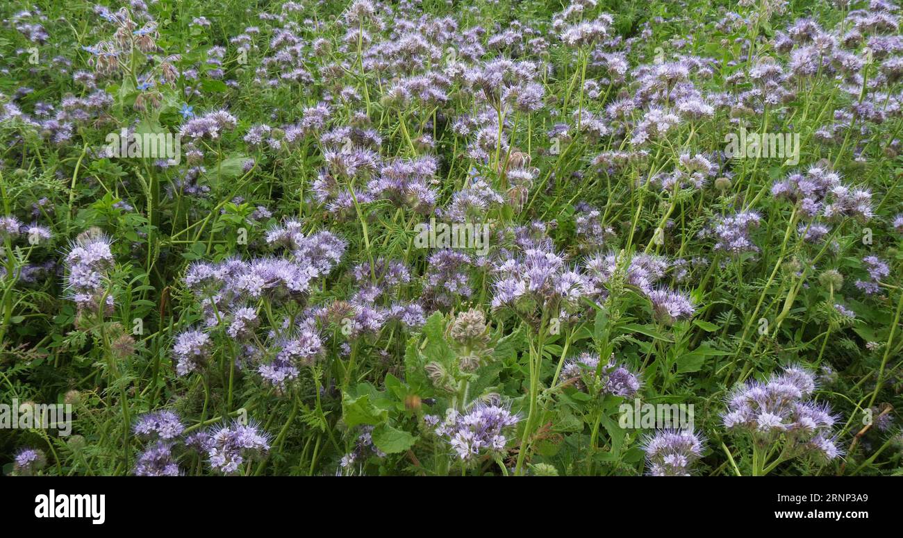 Lacy Phacelia, phacelia tanacetifolia in bloom in a field, Green Manure ...