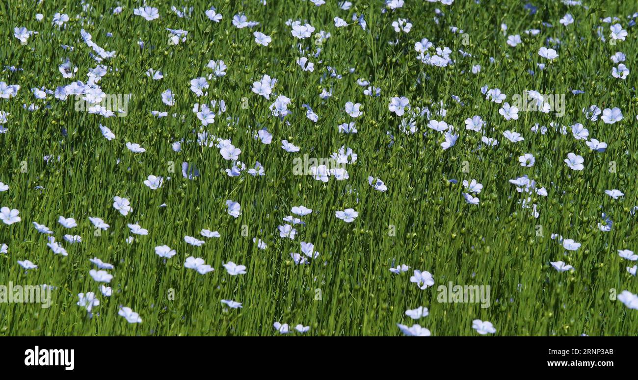 Cultivated flax, linum usitatissimum, field in bloom, Wind, Normandy in ...