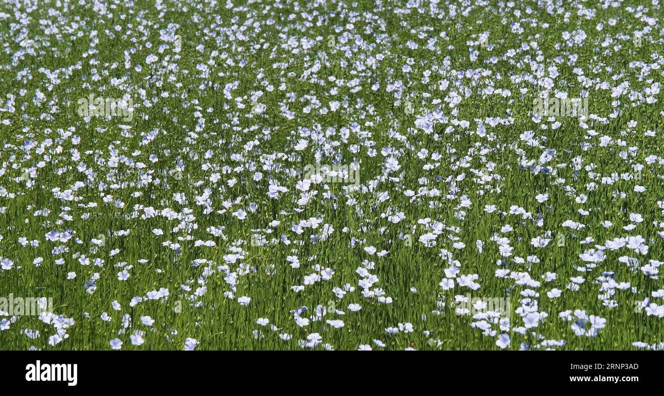 Cultivated flax, linum usitatissimum, field in bloom, Wind, Normandy in ...