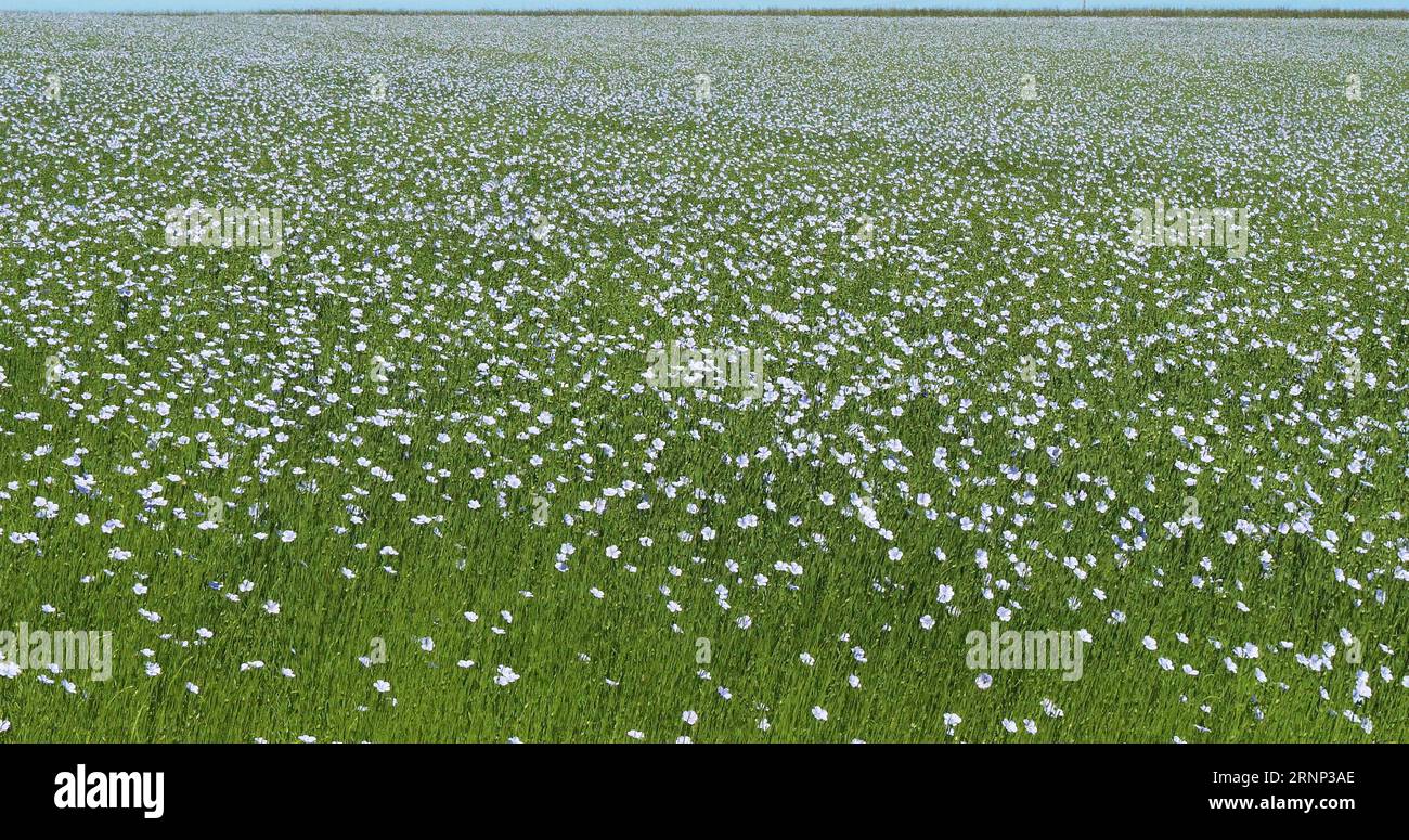 Cultivated flax, linum usitatissimum, field in bloom, Wind, Normandy in ...