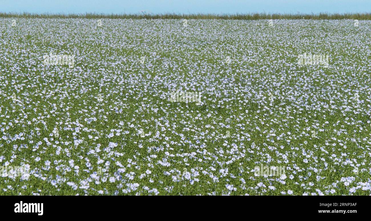 Cultivated flax, linum usitatissimum, field in bloom, Wind, Normandy in ...