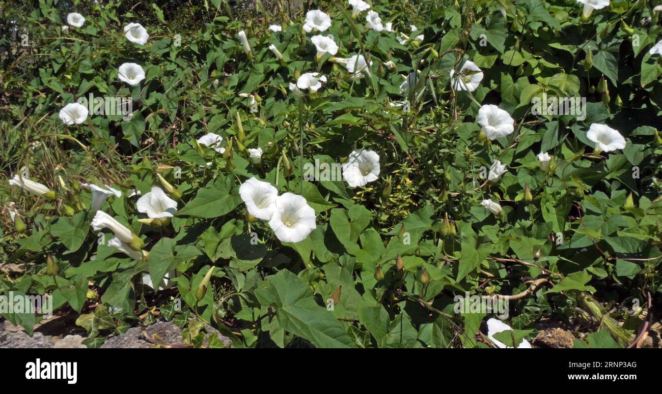 Bindweed flowers normandy in hi-res stock photography and images - Alamy