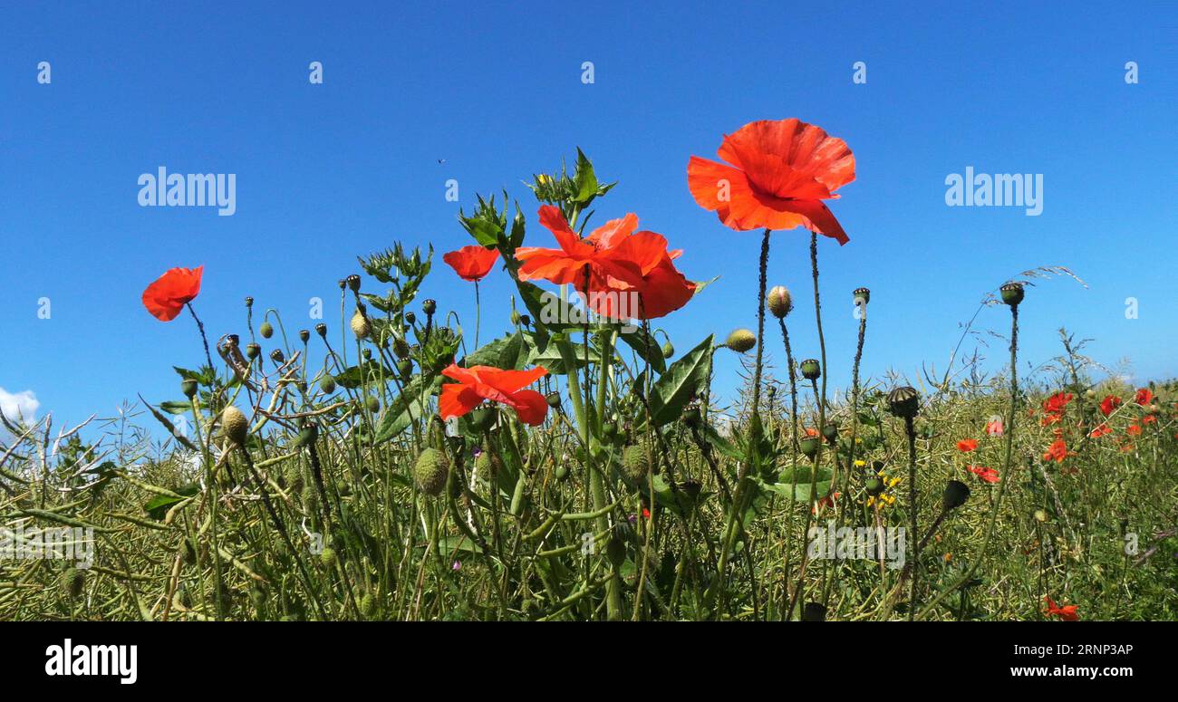 Poppies, papaver rhoeas, in bloom, Normandy in France Stock Photo - Alamy