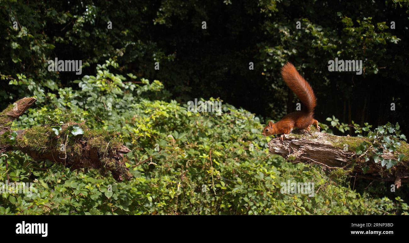 Profile of an red squirrel on a tree trunk hi-res stock photography and ...