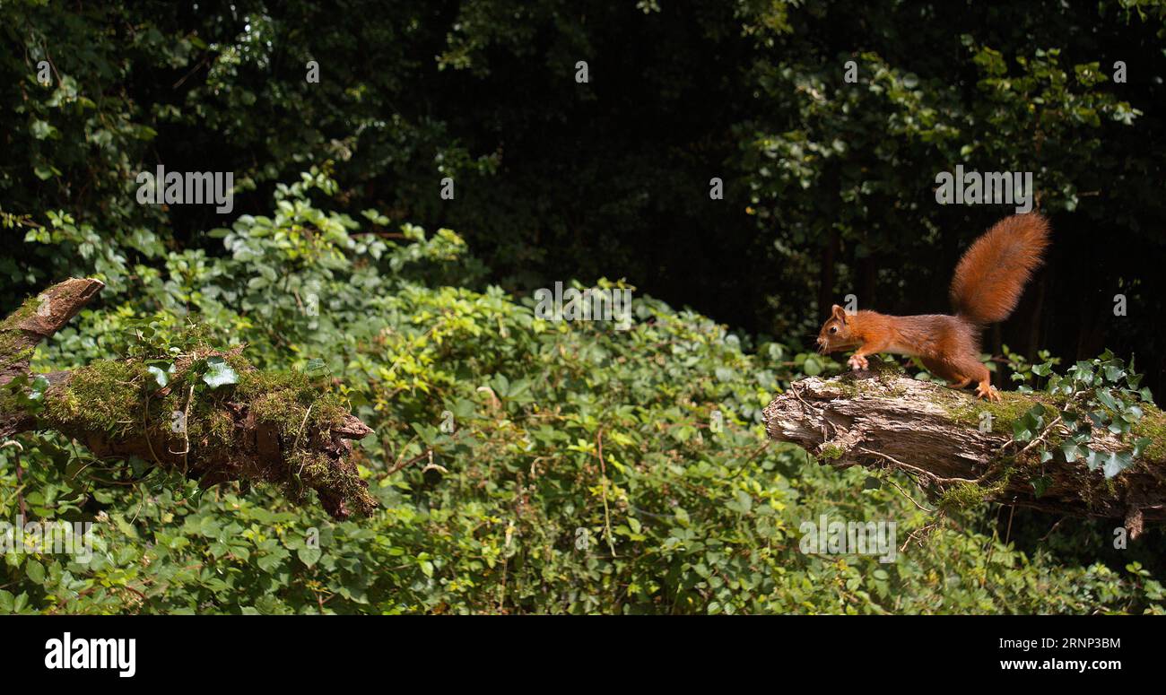 Profile of an red squirrel on a tree trunk hi-res stock photography and ...