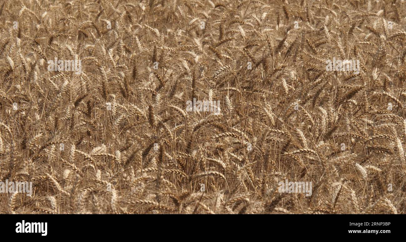 Wheat field triticum sp hi-res stock photography and images - Alamy