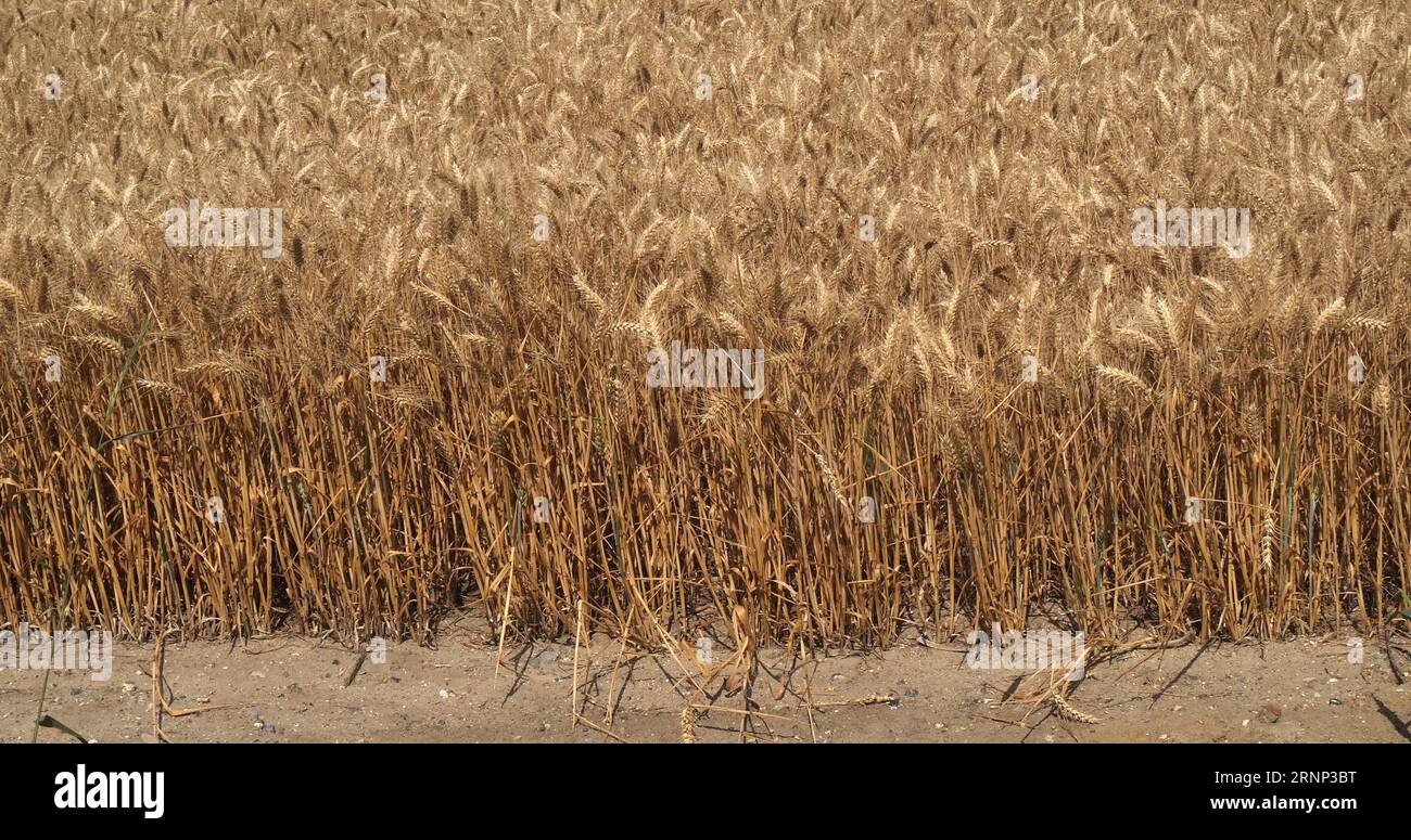 Wheat field triticum sp hi-res stock photography and images - Alamy