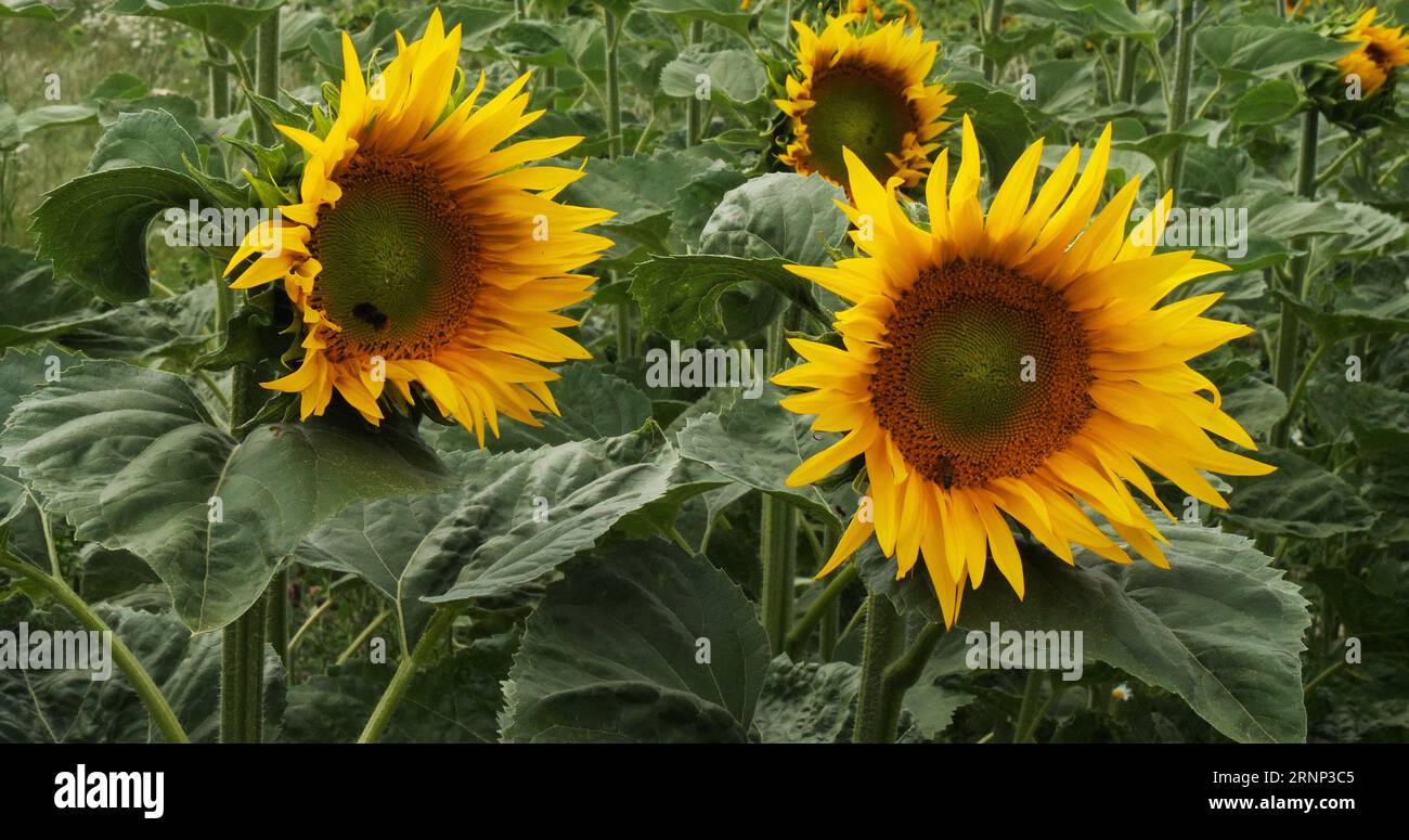 Sunflower Field, helianthus sp, Normandy in France Stock Photo - Alamy