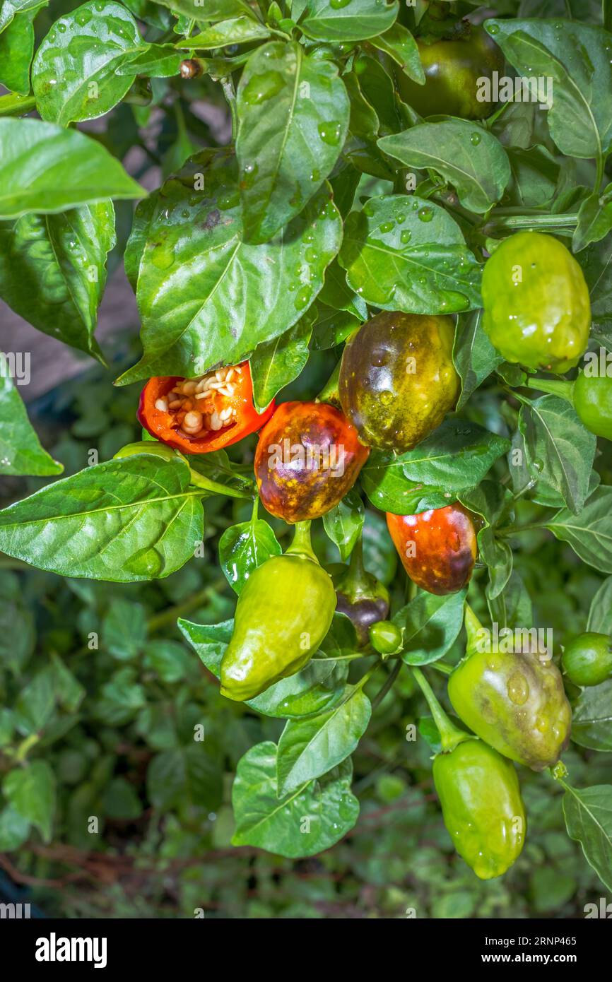 Sweet piquanté pepper plant (Capsicum baccatum), Cape Town, Africa ...