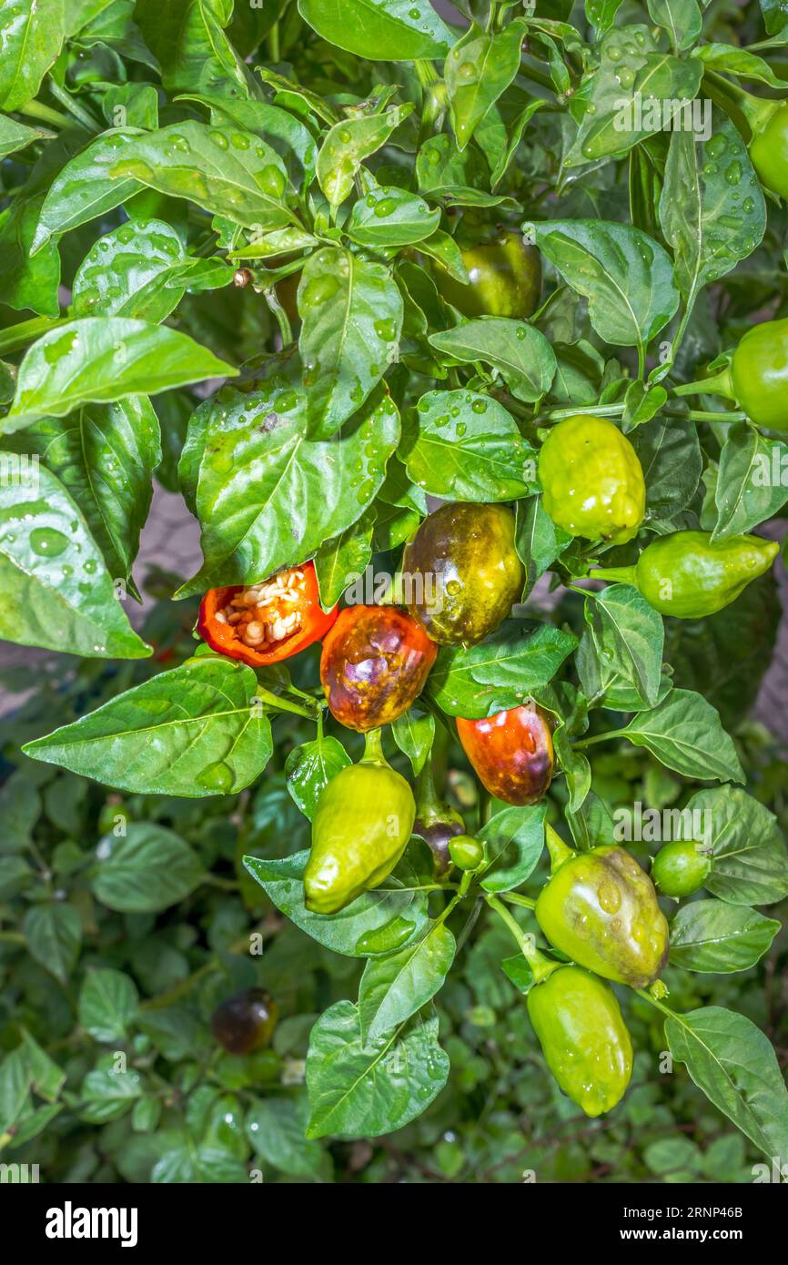 Juanita pepper hi-res stock photography and images - Alamy