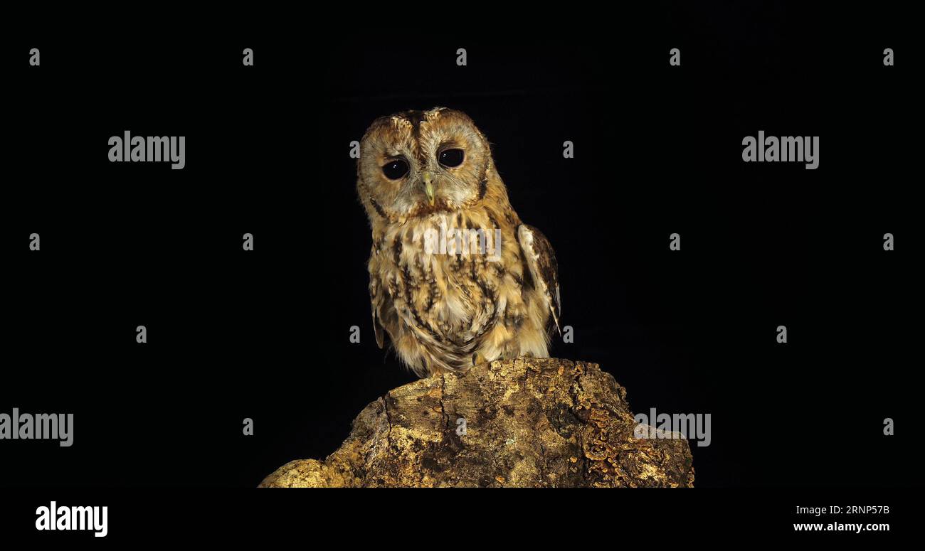 Owl turning head around hi-res stock photography and images - Alamy