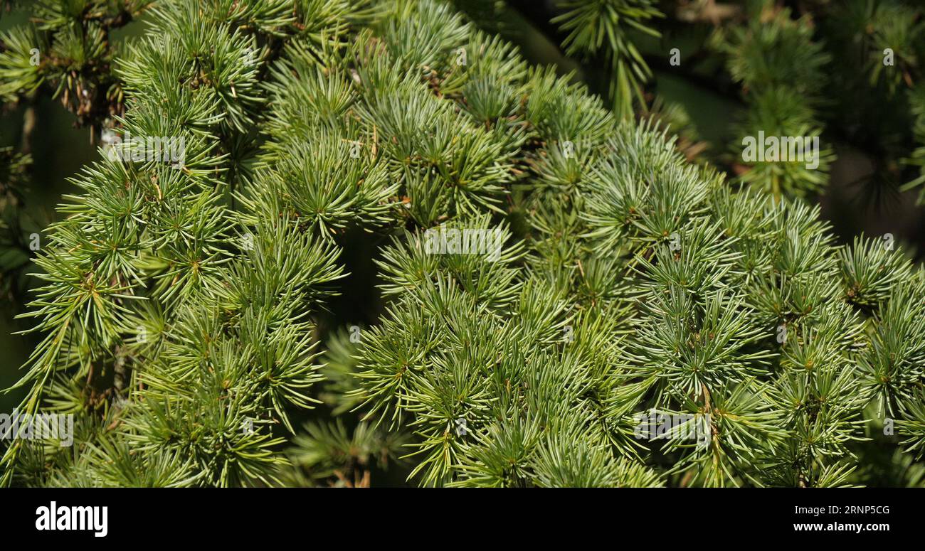 Cedar of Lebanon, cedrus sp., Normandy in France Stock Photo - Alamy