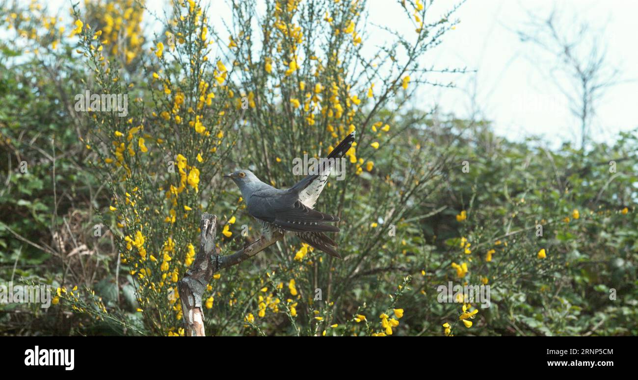 Common Cuckoo, cuculus canorus, Adult in Flight, Normandy in France ...