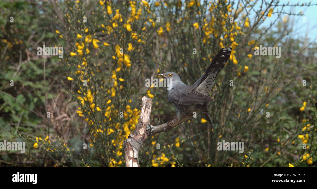 Common Cuckoo, cuculus canorus, Adult in Flight, Normandy in France ...