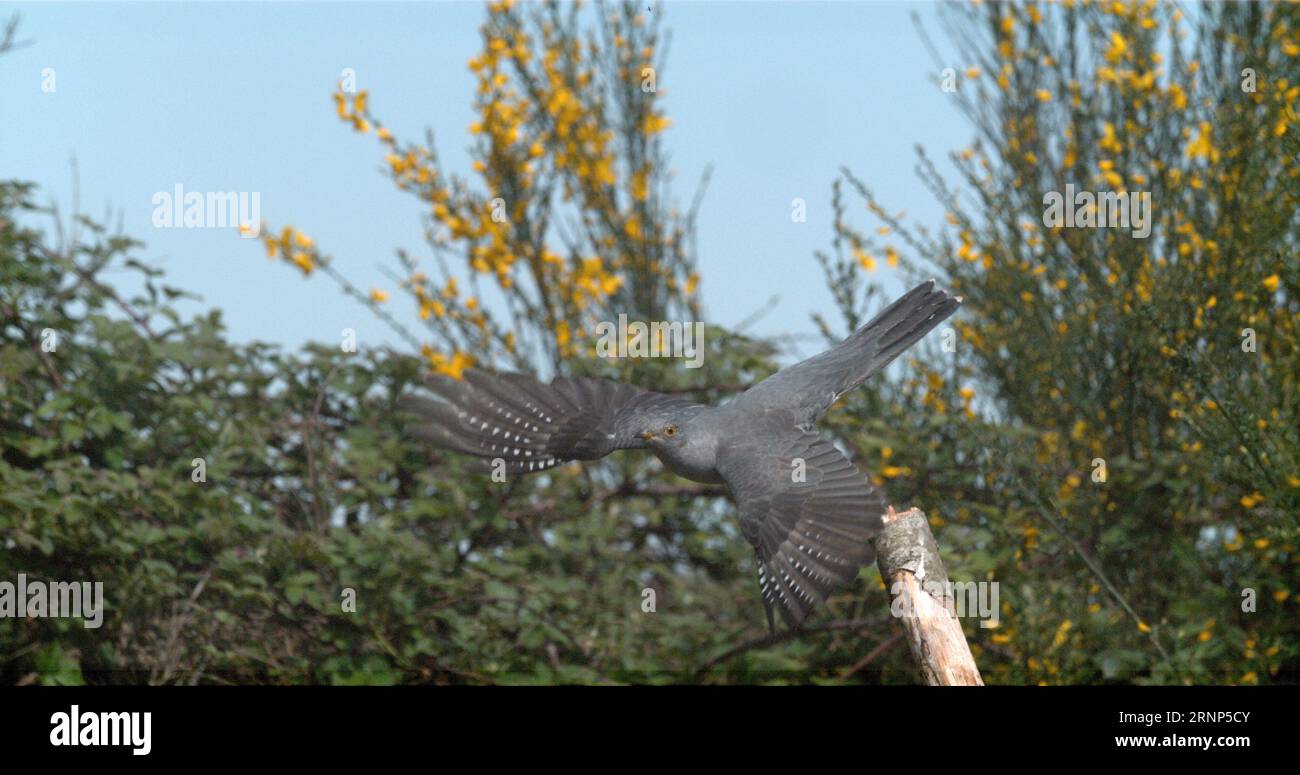 Common Cuckoo, cuculus canorus, Adult in Flight, Normandy in France ...
