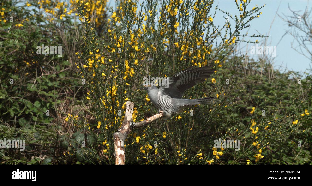 Common Cuckoo, cuculus canorus, Adult in Flight, Normandy in France ...