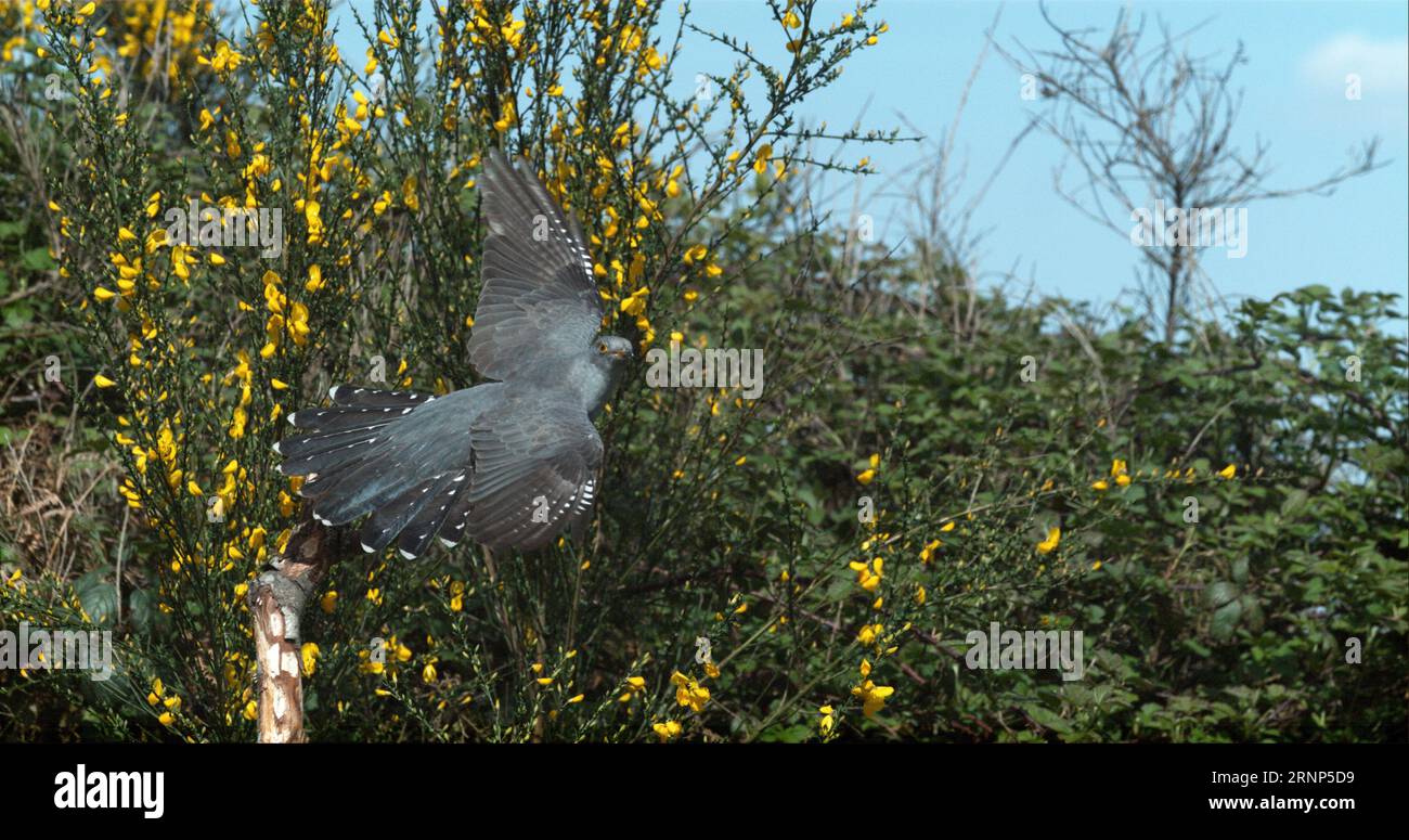 Common Cuckoo, cuculus canorus, Adult in Flight, Normandy in France ...