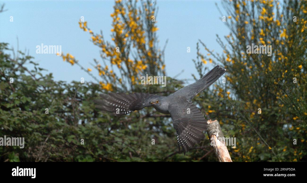 Common Cuckoo, cuculus canorus, Adult in Flight, Normandy in France ...