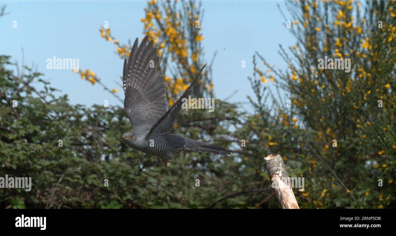 Common Cuckoo, cuculus canorus, Adult in Flight, Normandy in France ...
