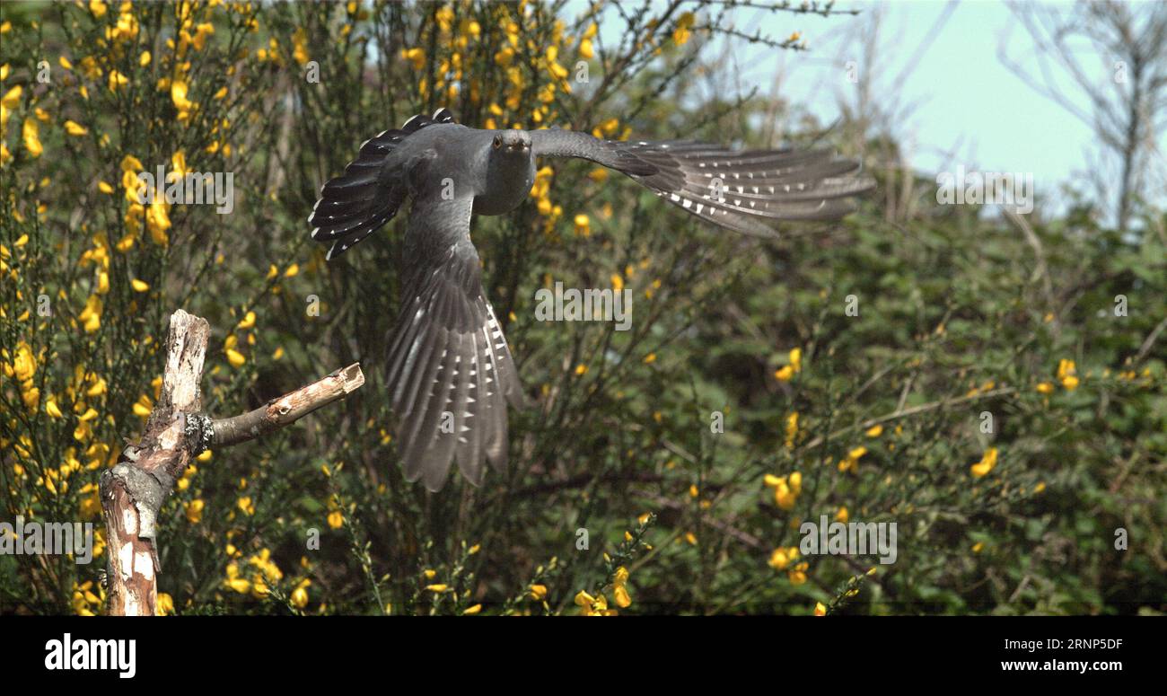 Common Cuckoo, cuculus canorus, Adult in Flight, Normandy in France ...