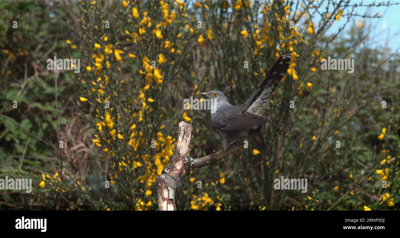 Common Cuckoo, cuculus canorus, Adult in Flight, Normandy in France ...
