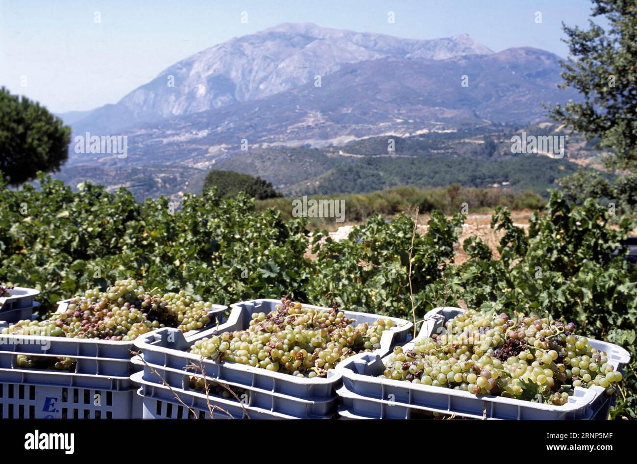 Fresh picked grapes at the island of Samos, Greece with mountains at ...
