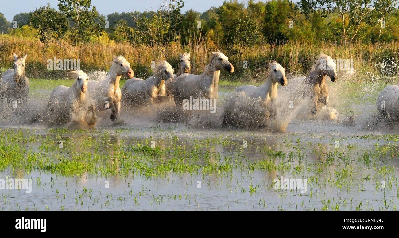 Camargue Horse, Herd trotting or galloping through Swamp, Saintes Marie ...