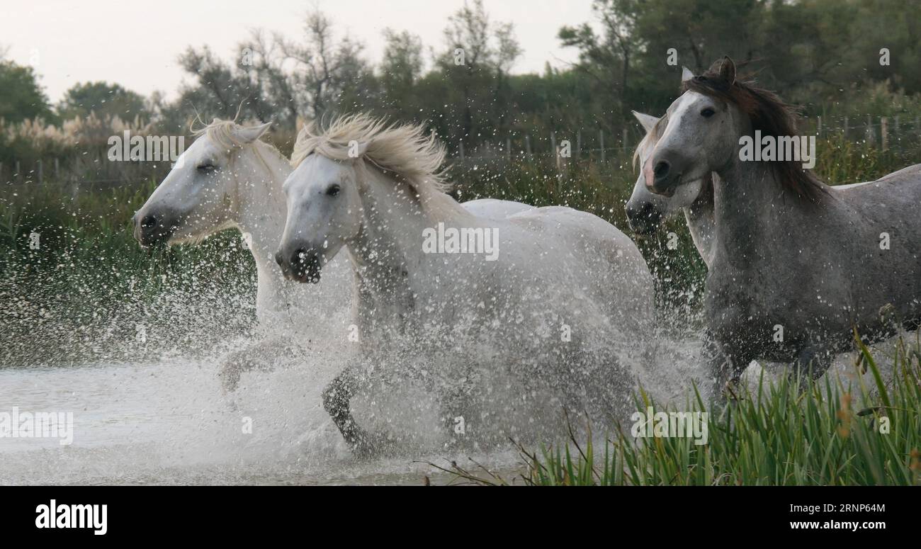 Camargue Horse, Herd trotting or galloping through Swamp, Saintes Marie ...