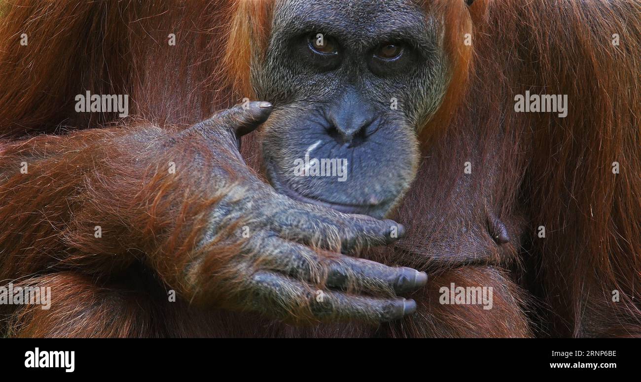 Orang Utan, pongo pygmaeus, Female eating Stock Photo - Alamy